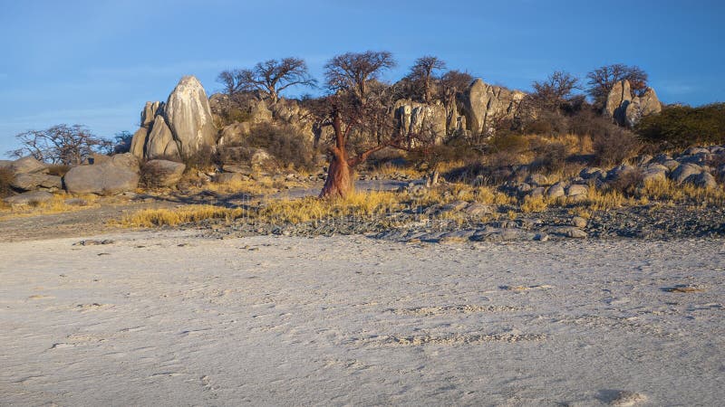 Kubu Island, Botswana stock image. Image of landscape - 101234711