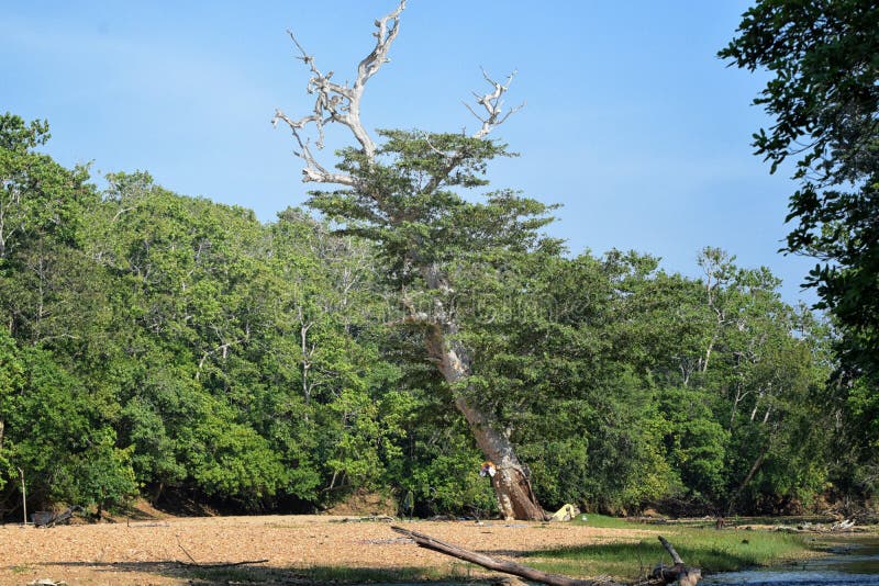 Kubuk Tree Stock Photos - Free & Royalty-Free Stock Photos from Dreamstime