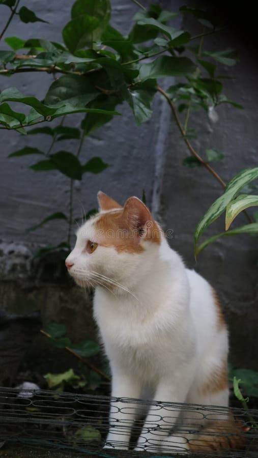 Cat, white orange stock photo. Image of animal, orange - 263126632