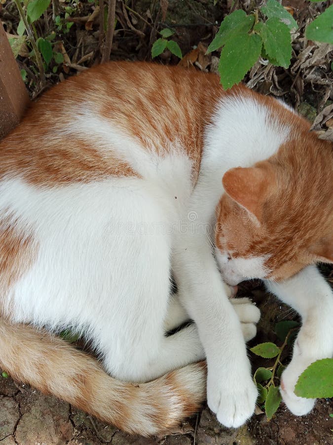 Kucing de gatos imagen de archivo. Imagen de gato, animal - 255652851