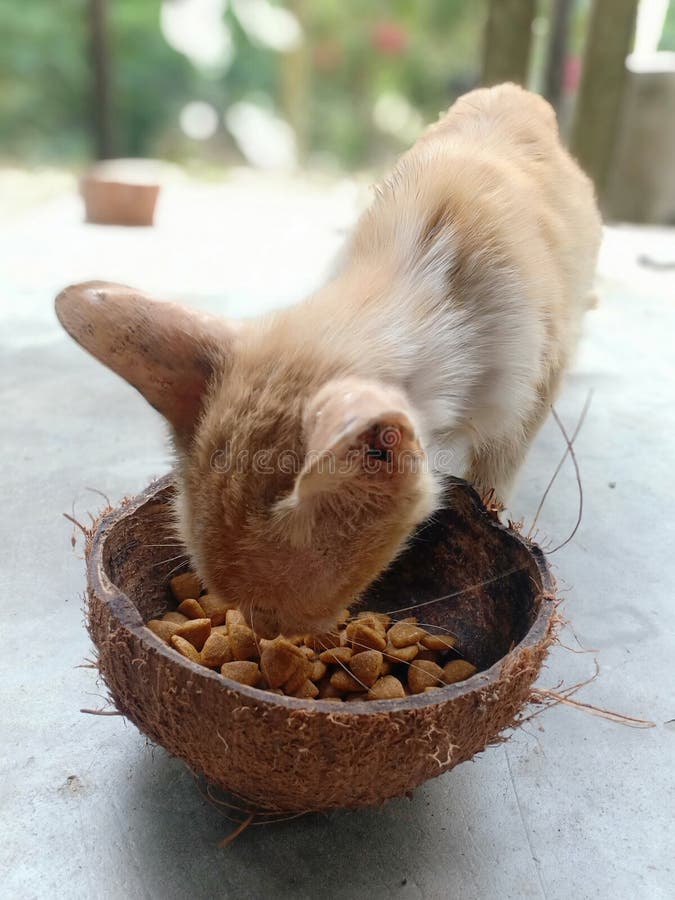 Kucing Kampung, Cat stock photo. Image of kampung, feliscatus - 230489252