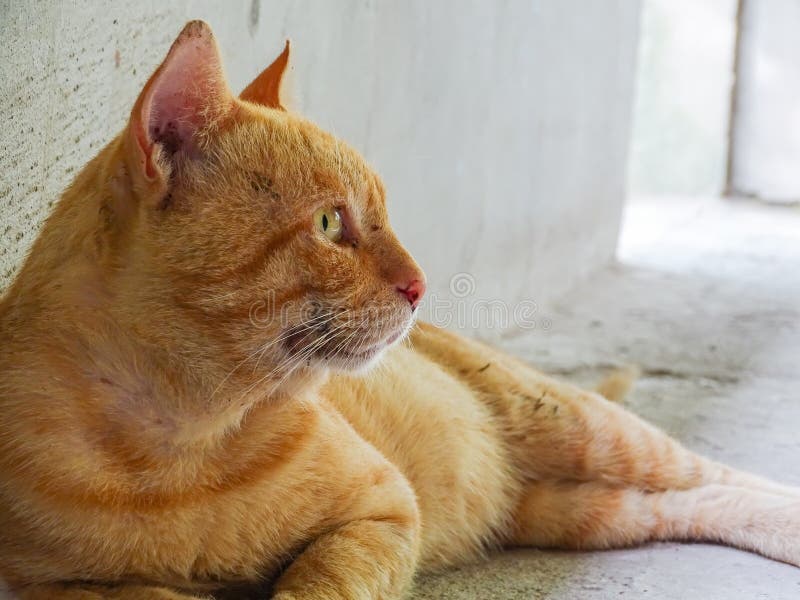 Kucing Orange Sedang Bersandar Di Tembok Stock Image - Image of animal ...