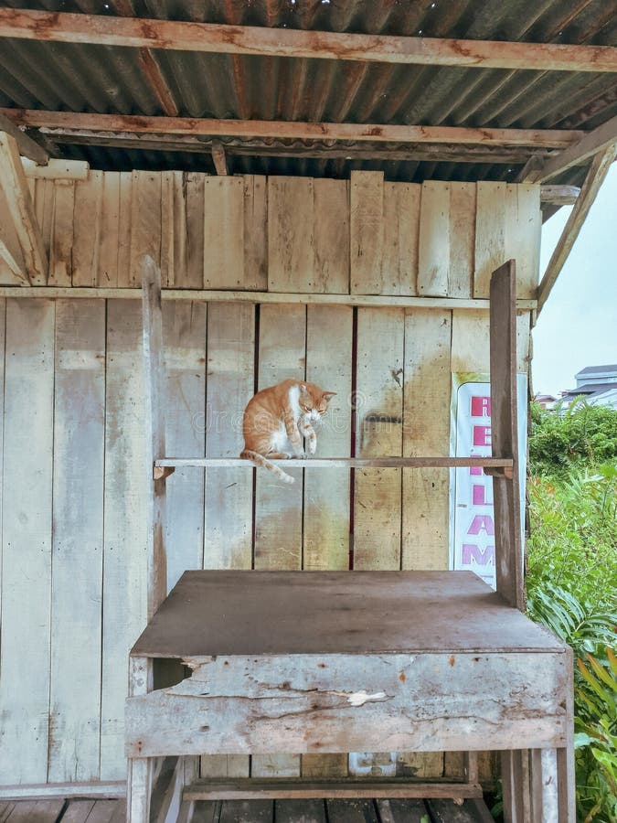Kucing Oren, Brown Cat Sitting Alone in the Wood Alone Stock Image ...