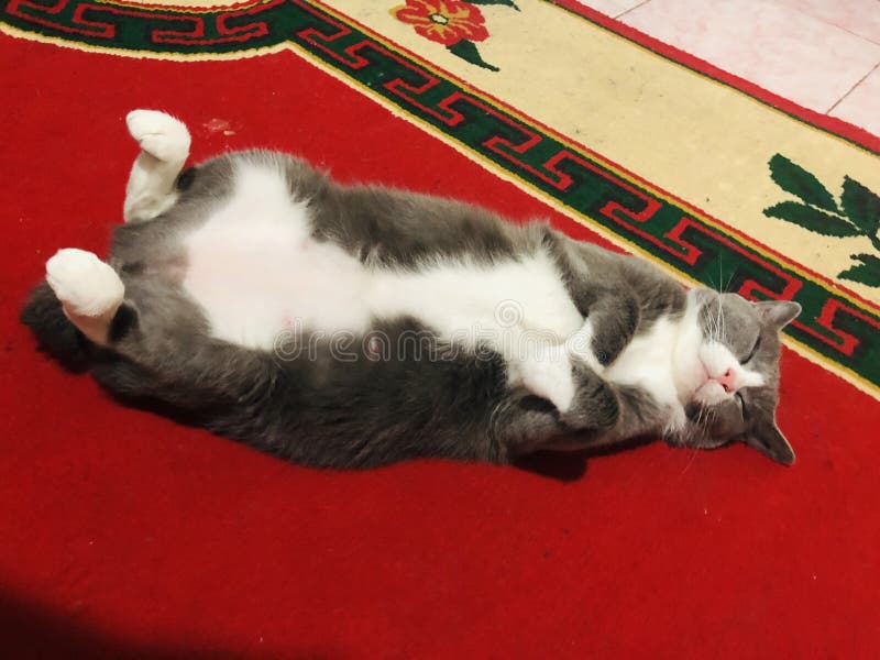 Kucingku means my cat stock photo. Image of sleep, sleeping - 217800238