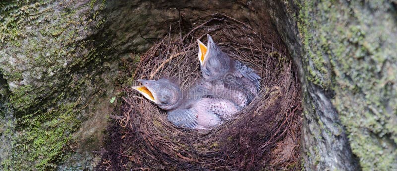 Kuckucke im Nest. stockfoto. Bild von nest, nave, vogel - 31995818
