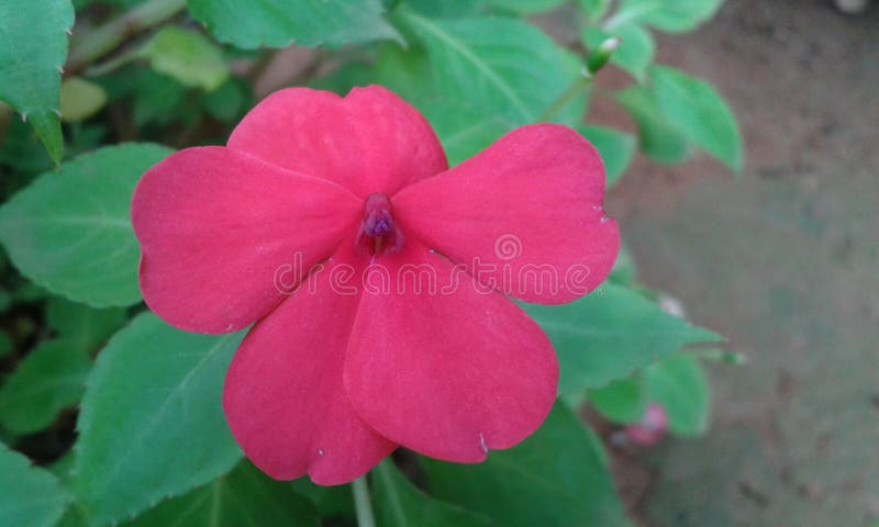 Kudalu flower stock photo. Image of flower, kudalu, pink - 80070430