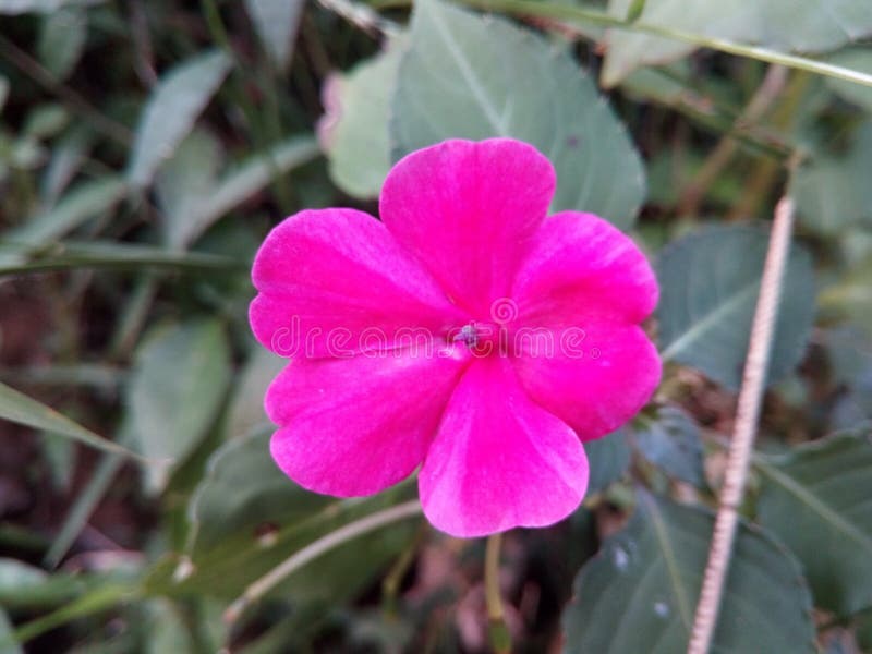 Nature Kudalu Stock Photos - Free & Royalty-Free Stock Photos from ...