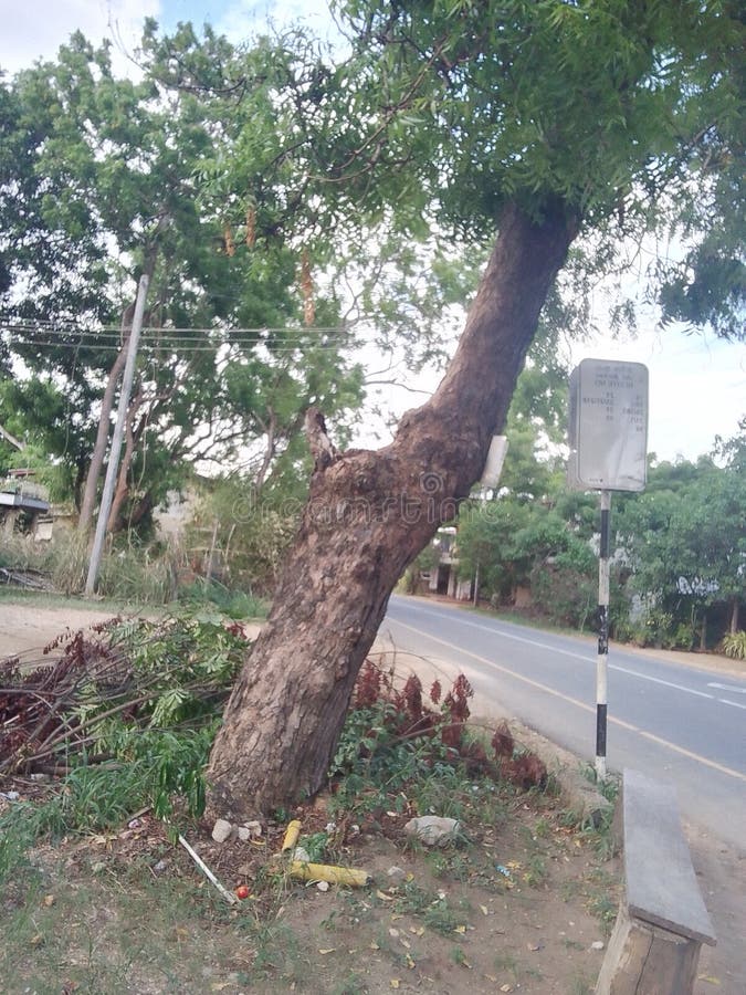 This is the Kudaoya. Road and Tree Wooooow. Stock Image - Image of tree ...