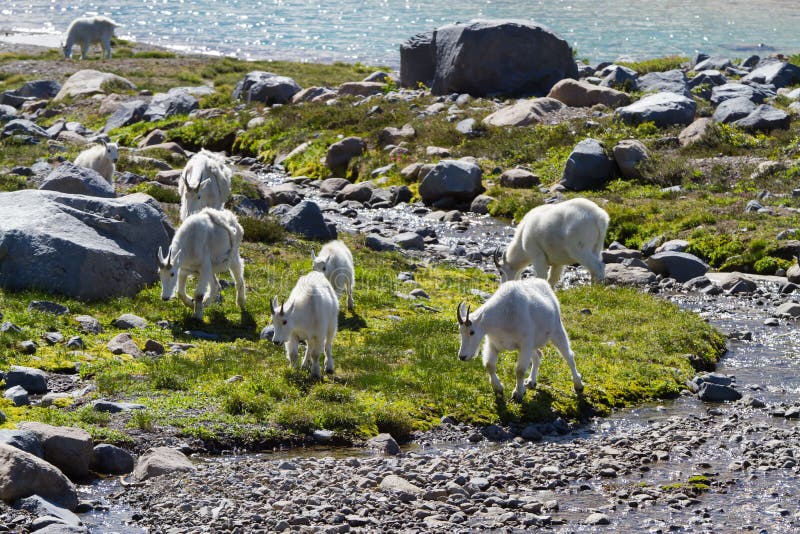 Kudde van Berggeiten stock foto. Image of koppelen, klimmer - 33194670