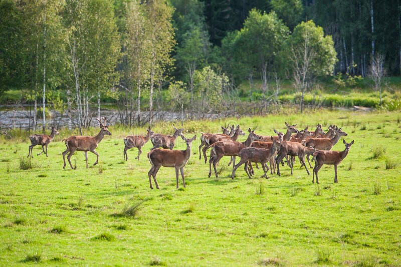 Kudde van herten op gebied stock afbeelding. Image of bebost - 29045367
