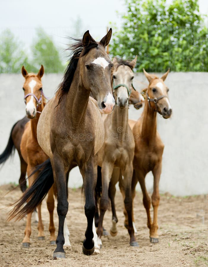 Kudde Van Het Verhaasten Van Paard Stock Afbeelding - Image of ...