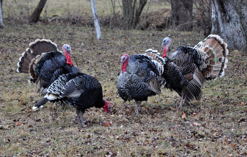 Een Kudde Kalkoenen in De Tuin Stock Foto - Image of kalkoenen, turkije ...