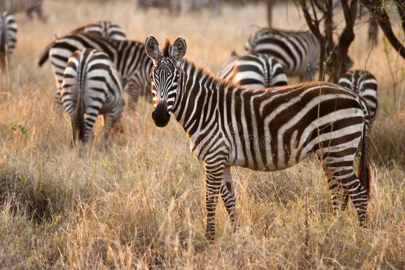 Kudde van Zebra stock foto. Image of afrika, serengeti - 42060812