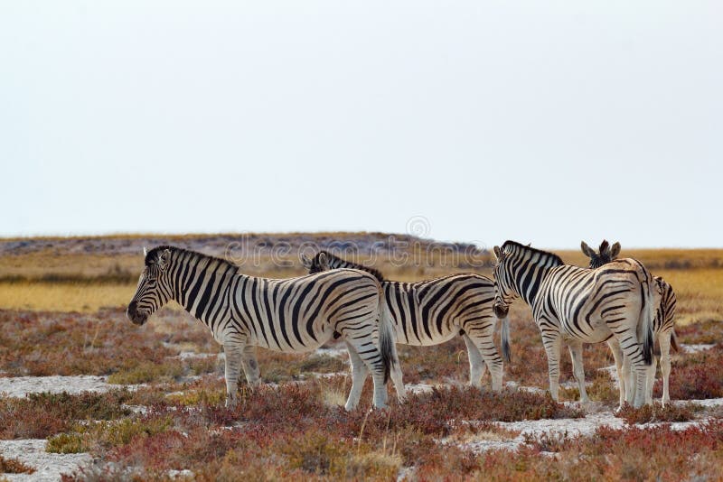 Kudde Van Zebra in Afrikaanse Struik Stock Foto - Image of keniaans ...