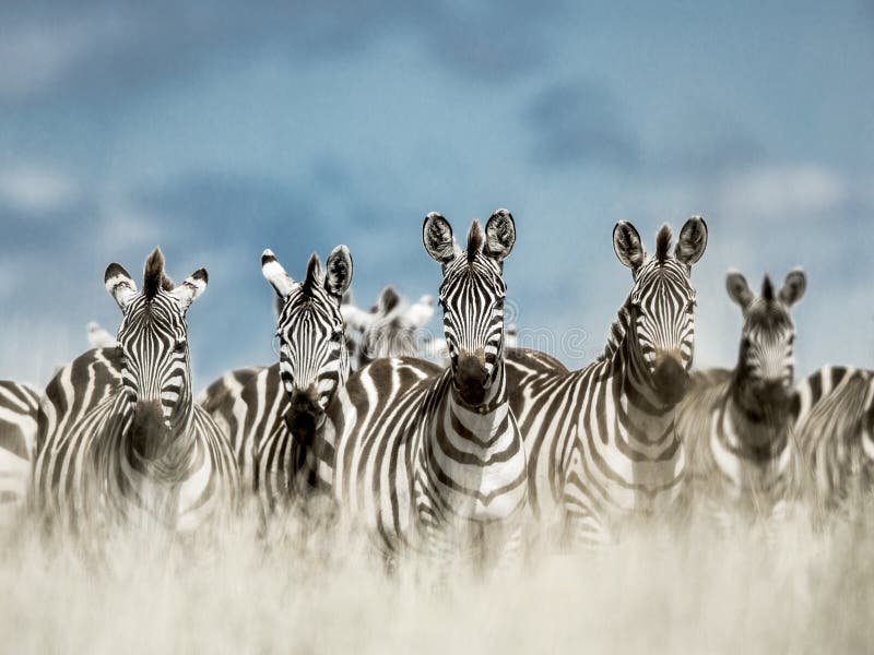 Kudde Van Zebras Die Door Een Rivier, Serengeti, Tanzania, Afrika ...