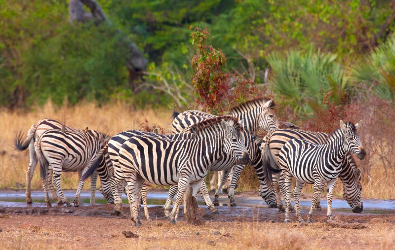 Kudde Zebra's (Afrikaanse Paardachtigen) Die Drinken Stock Foto - Image ...