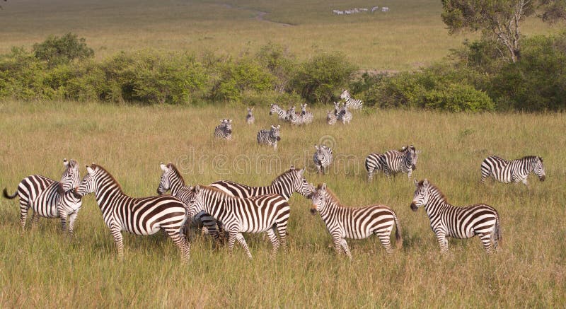 Kudde Van Zebras in De Reserve Van Het Spel Van Masai Mara Stock ...