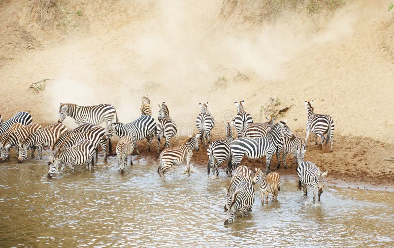 Kudde Zebra's (Afrikaanse Paardachtigen) Die Drinken Stock Foto - Image ...