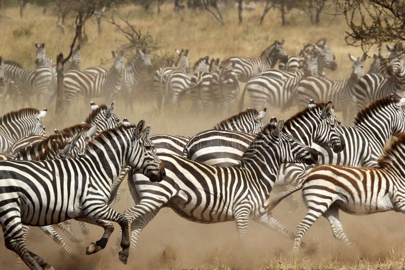 Kudde Van Zebras Het Gallopping Stock Foto - Image of kenia, duidelijk ...