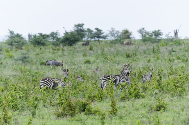 Zebra's in Selous stock foto. Image of afrika, struiken - 38375050