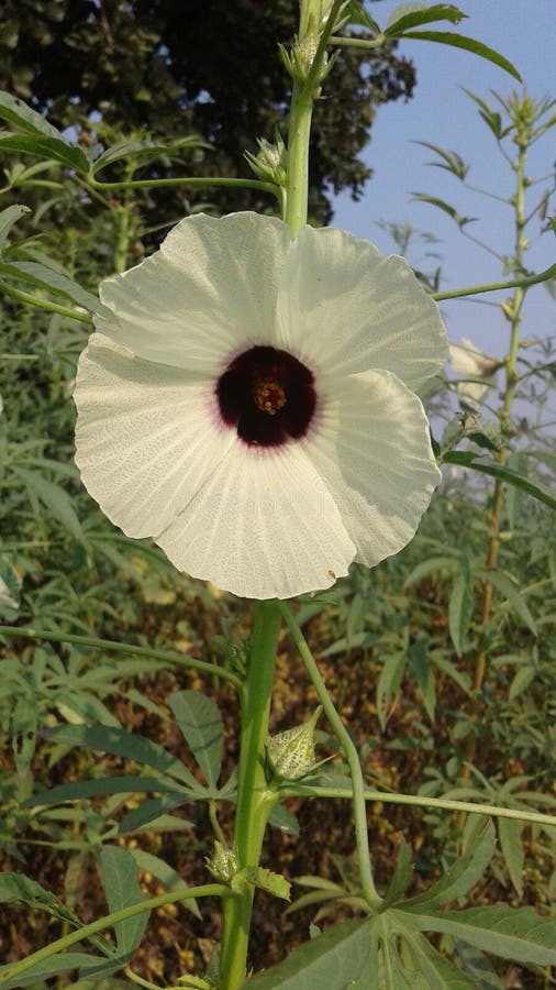 KUDRUM stock photo. Image of common, called, oily, bengal - 104367782