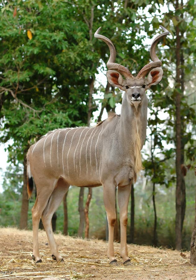 Kudu Picture. Image: 616719