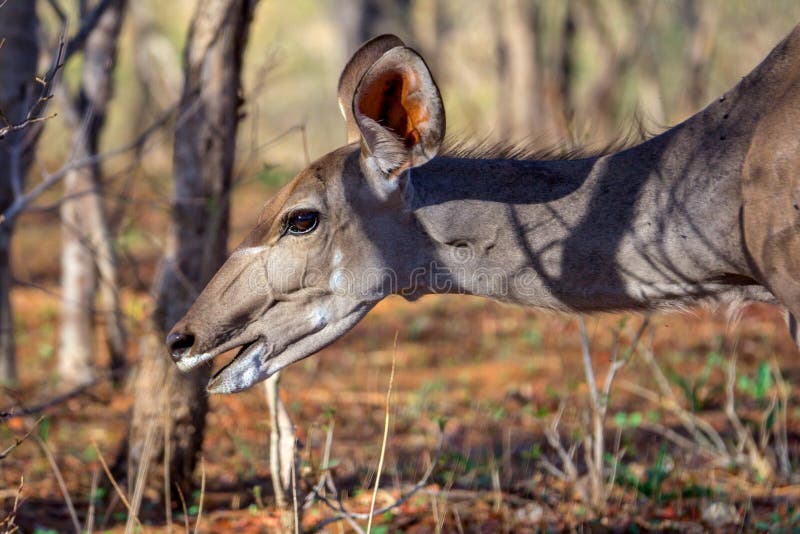 A kudu in search of food. stock photo. Image of trocken - 202845774