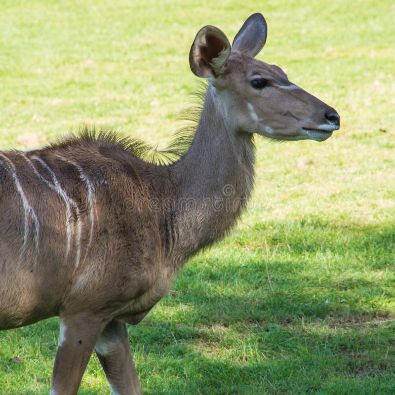 Kudu stock photo. Image of square, grass, nature, kudu - 28030296