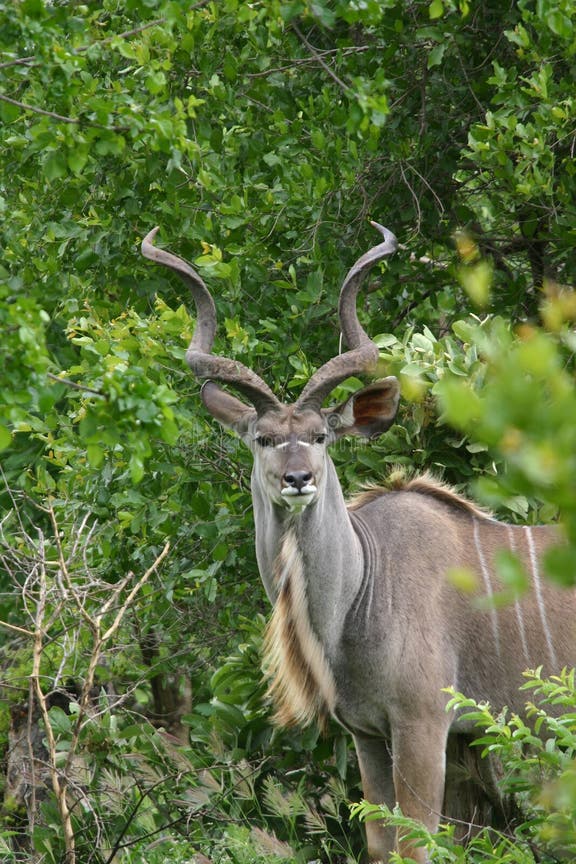 Kudu stock image. Image of alert, deer, look, mane, bushveld - 425829
