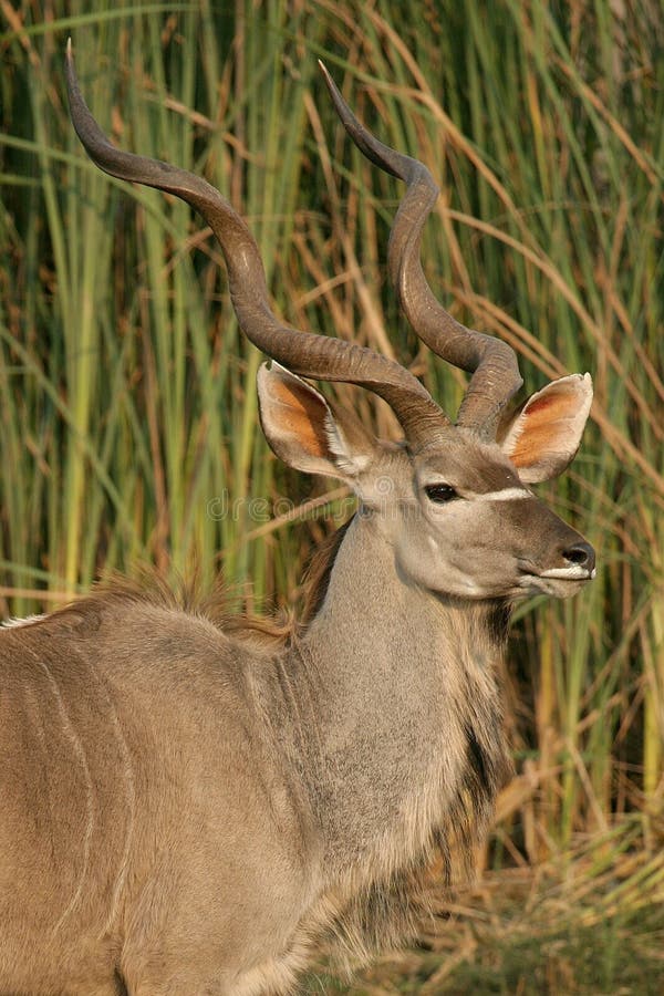Kudu stock image. Image of face, etosha, nose, wild, frontal - 616719