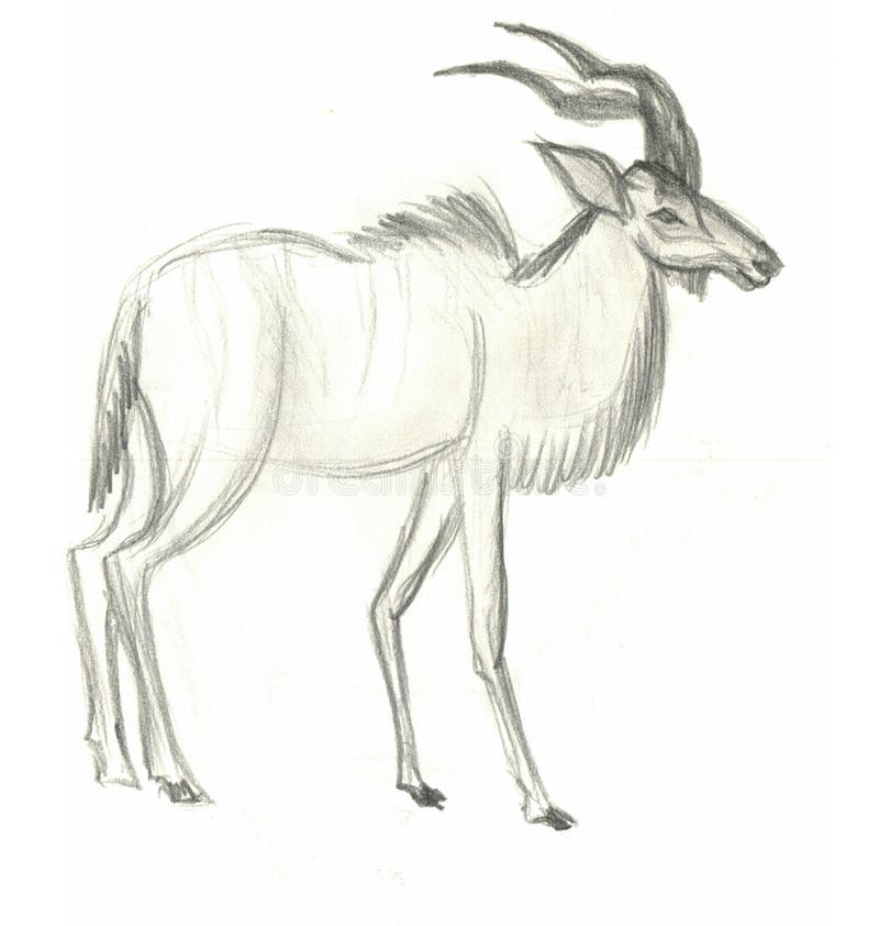 Kudu Stock Illustrations – 891 Kudu Stock Illustrations, Vectors ...