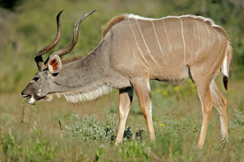 Kudu Antelope, Kruger National Park, South Africa Stock Image - Image ...