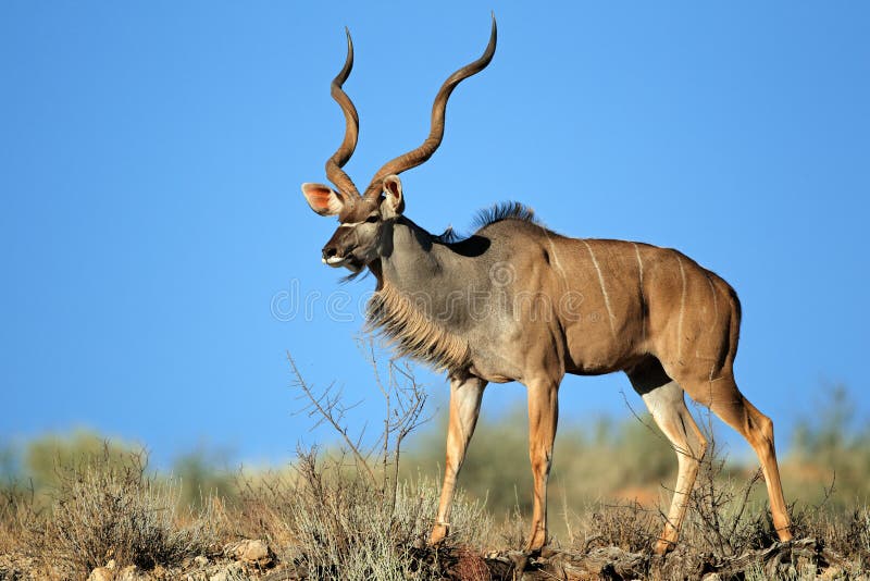 1,900+ Antelope Free Stock Photos - StockFreeImages