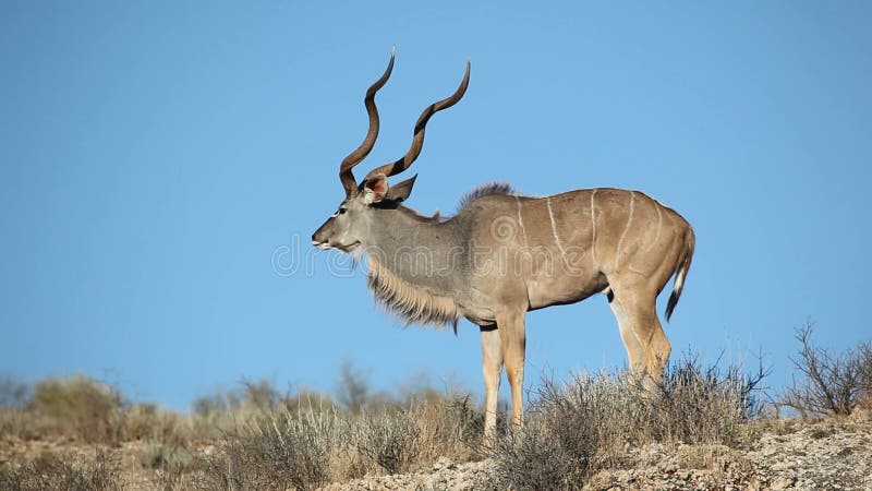 Kudu Antelope Eating Leaves from Plants in National Park. Wild Animal ...