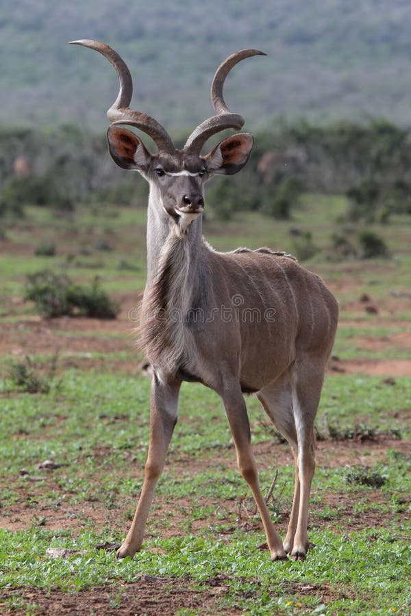 Kudu Antelope, Kruger National Park, South Africa Stock Image - Image ...