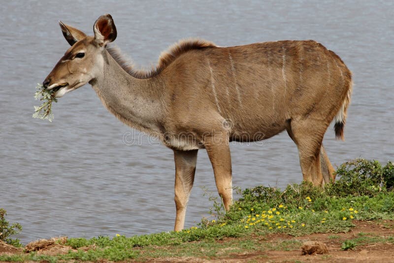Kudu Antelope Eating stock photo. Image of flowers, horizontal - 16675824