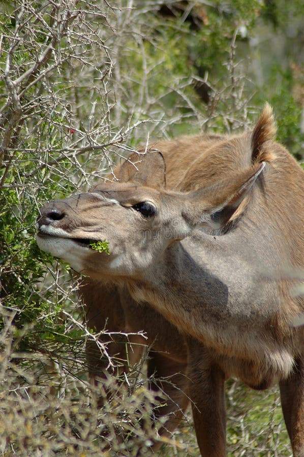 Kudu Antelope Eating Leaves Stock Image - Image of antelope, wildlife ...
