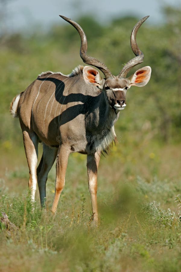 Kudu Antelope, Etosha National Park, Namibia Stock Photo - Image of ...