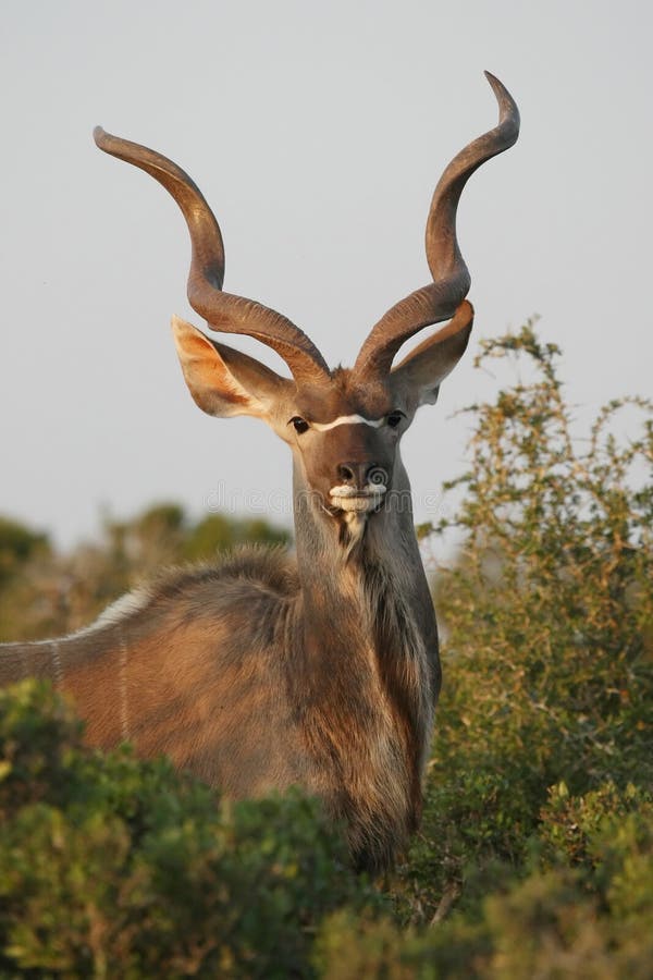 Kudu Antelope Portrait stock photo. Image of kudu, mammal - 15444702