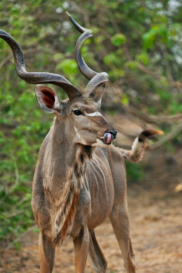 Kudu stock photo. Image of horn, kudu, bush, antelope - 50423036