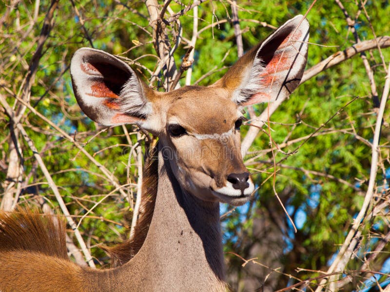 Kudu antelope stock image. Image of mammal, greater, botswana - 36278039