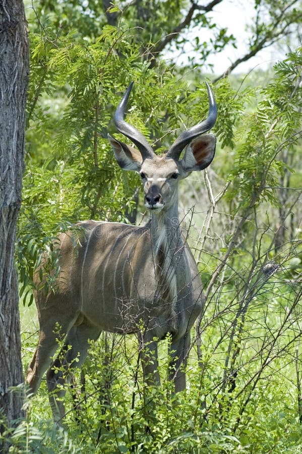 Kudu Antelope Wild in South Africa Stock Photo - Image of stare, stripe ...