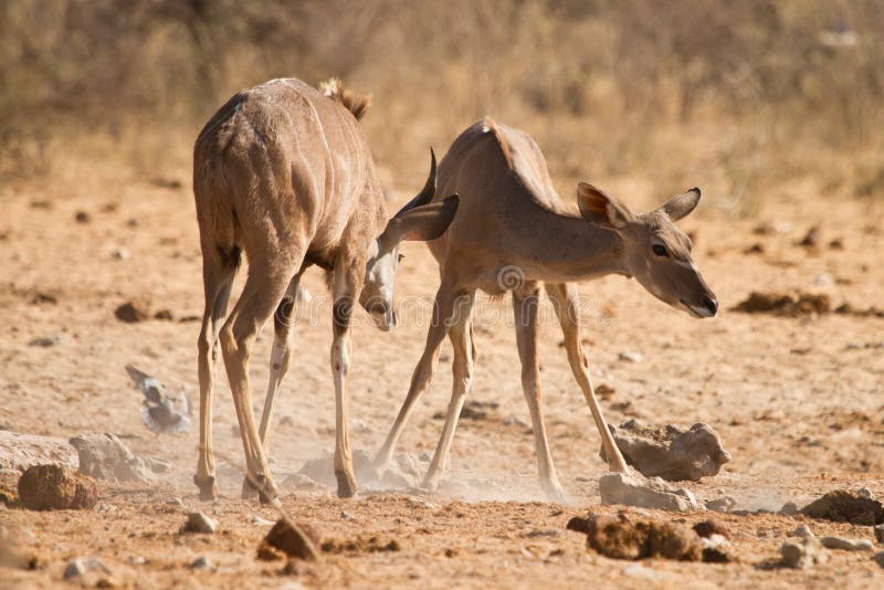 Kudu antelopes fighting stock image. Image of face, antelope - 18393089