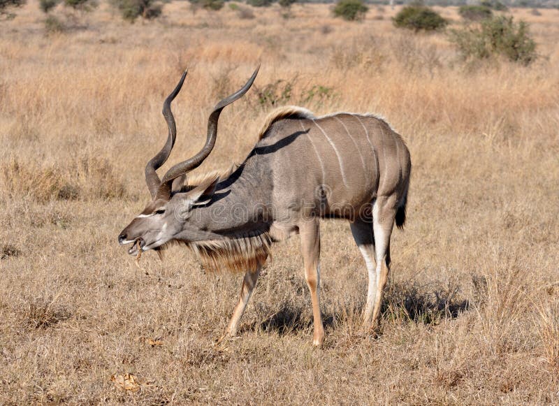 Kudu antylopa w Afryka zdjęcie stock. Obraz złożonej z konserwacja ...