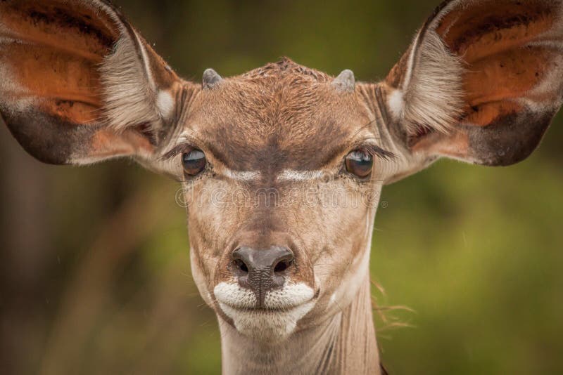 Kudu All Ears stock image. Image of greater, africa, young - 59642803