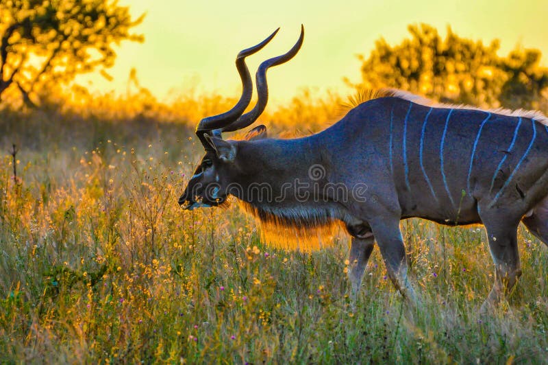 Kudu Buck at sunset, Beautiful Kudu silhouetted against the