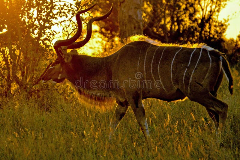 Kudu Buck at sunset stock photo. Image of silhouetted - 82195898
