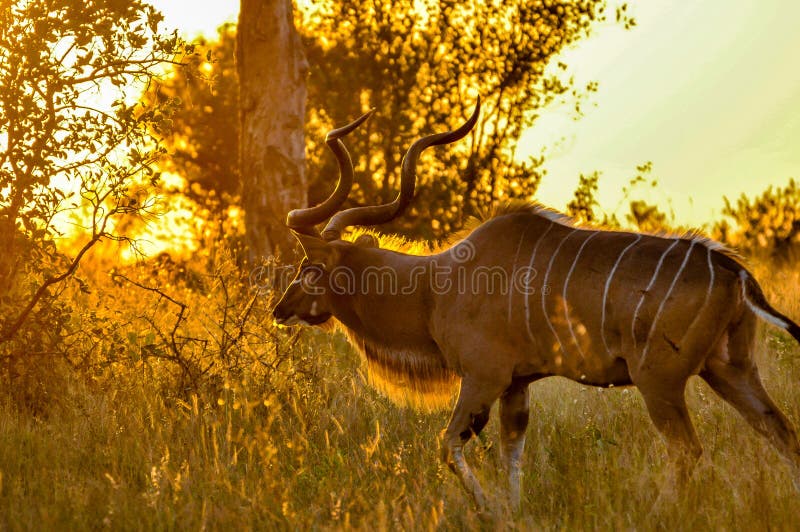 Kudu Buck Synunset Stock Photos - Free & Royalty-Free Stock Photos from ...