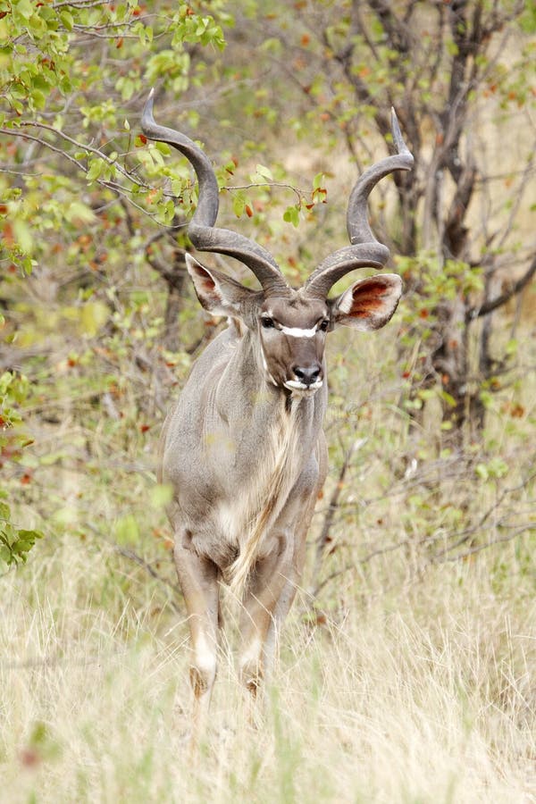Kudu Ewe on Alert in the Bushveld Stock Photo - Image of herbivore ...