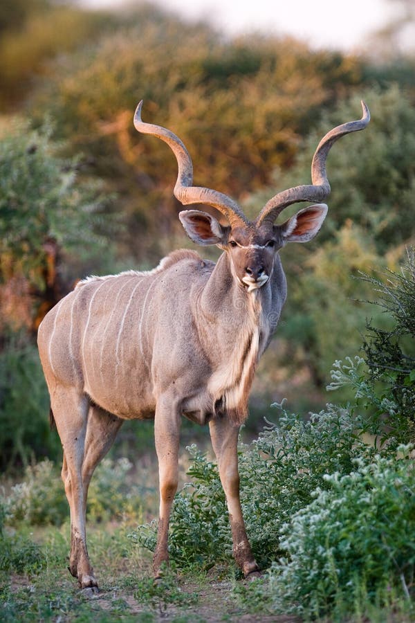 200+ Kudu Free Stock Photos - StockFreeImages